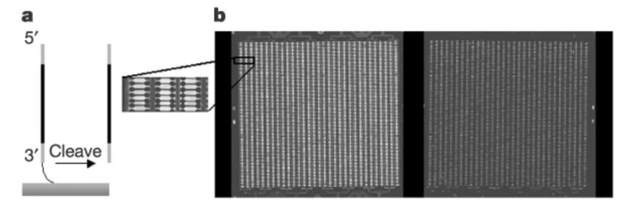 Manifold Bio: Barcoded Biologics - by Elliot Hershberg
