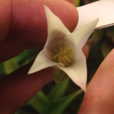 GROWING HELIAMPHORA - by Dan DiPietro - Carnivorous Journey