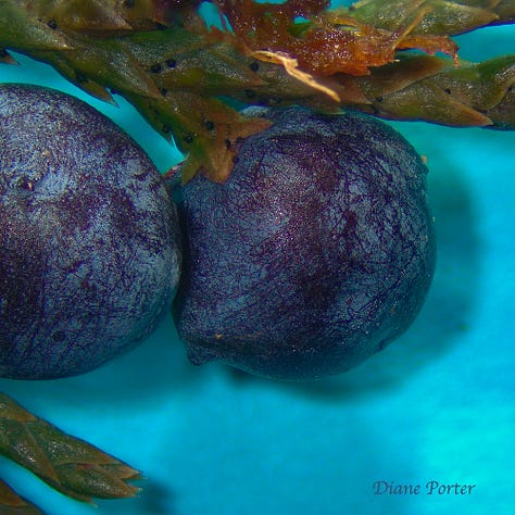 do acers have berries