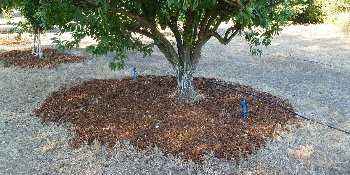 turtle nursery mulch