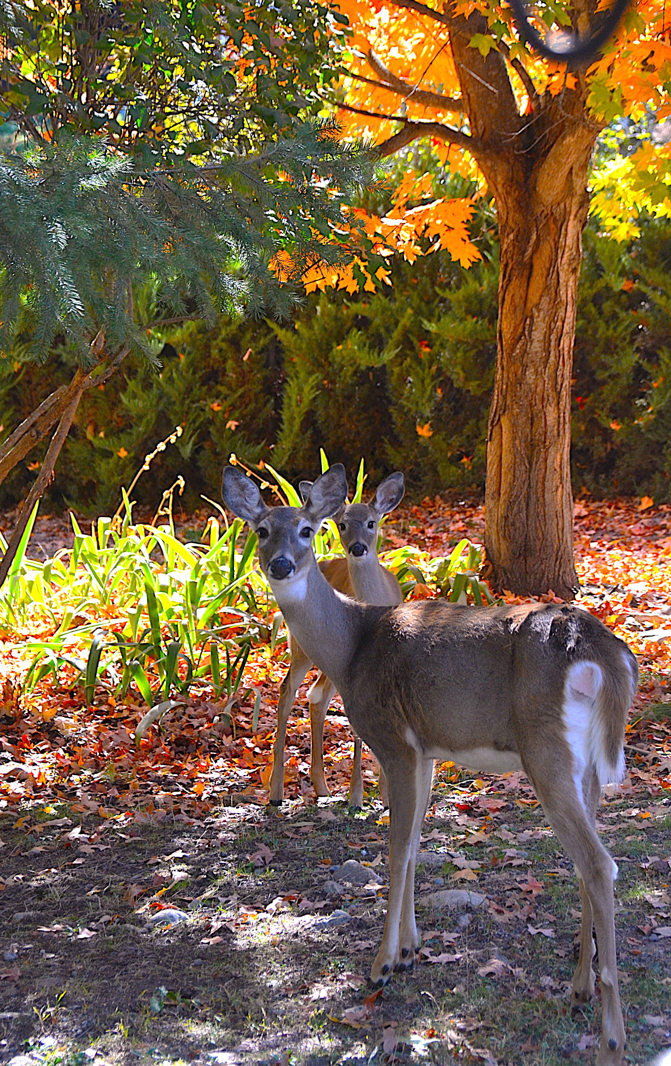 Shades of Autumn - by Cathey Cone