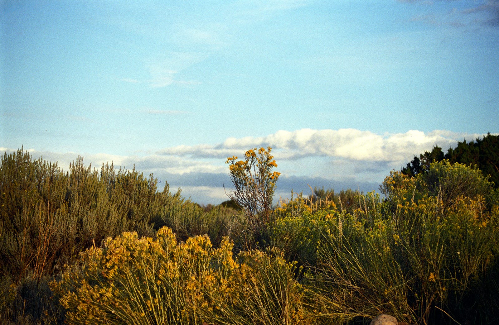 Don't Miss: New Mexico's Back Roads - by Cheryl Dalsanders