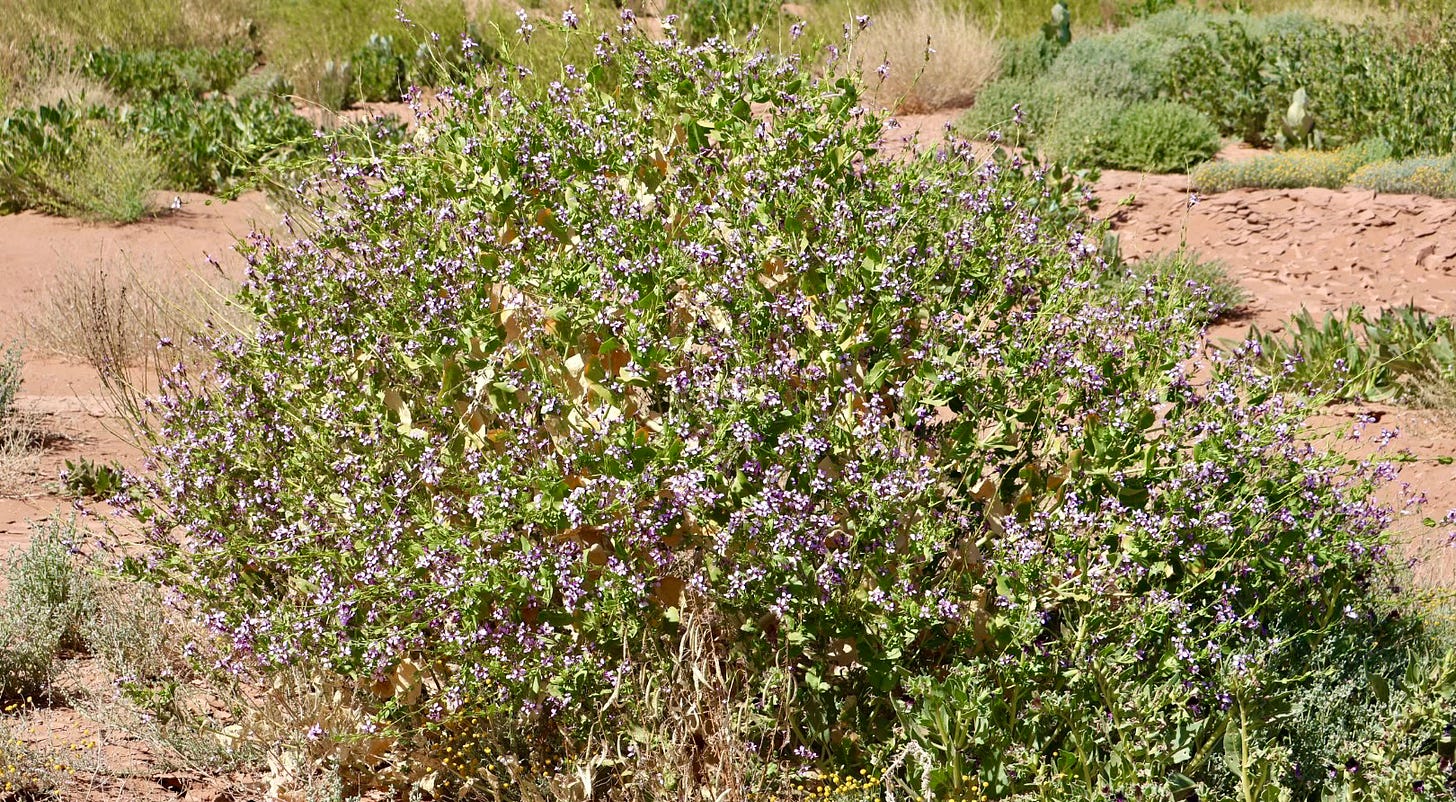 Desert Plants of Morocco: Fascinating Flora of the Sahara
