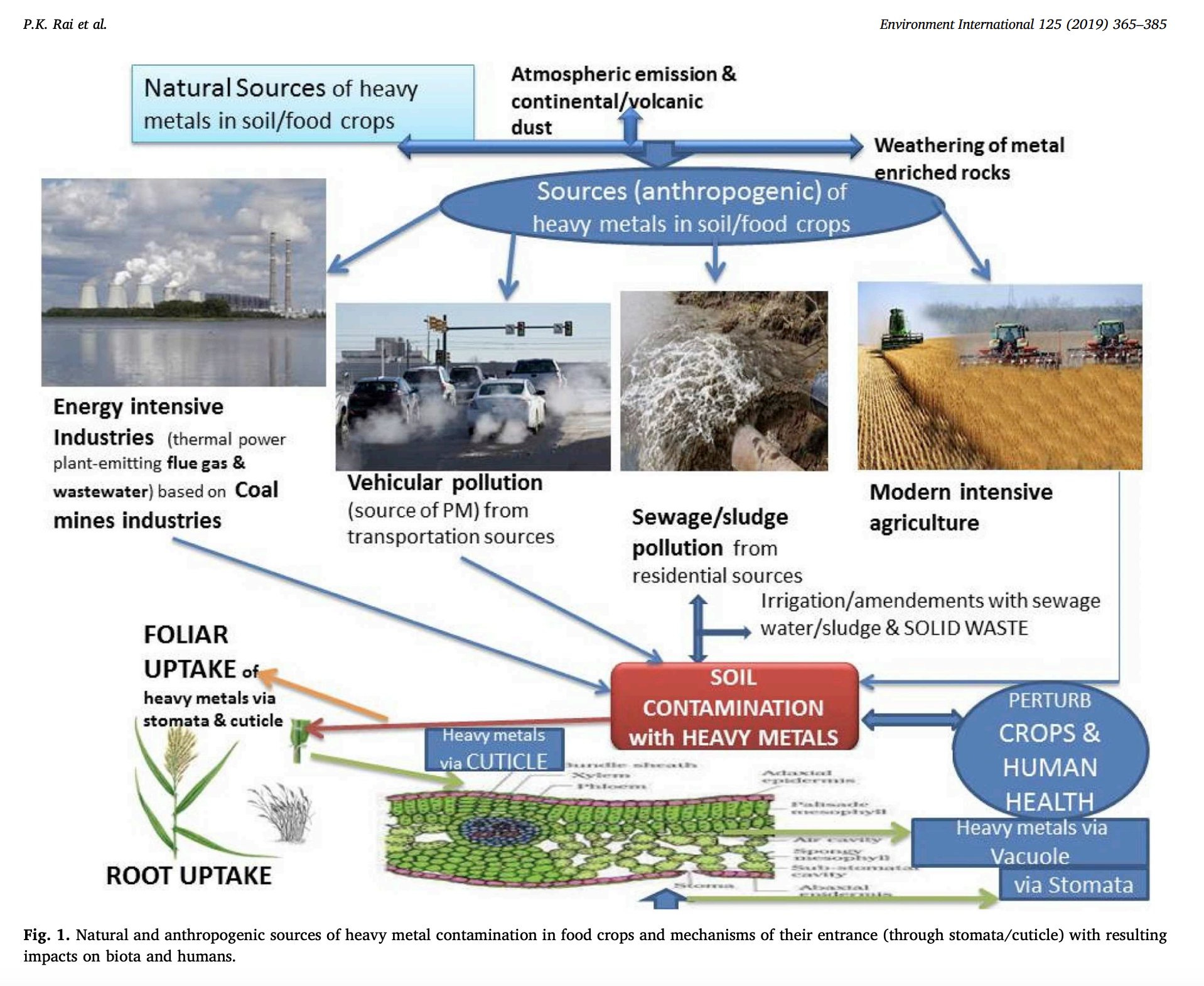 Complete Guide to Toxic Heavy Metals - How You Get Exposed, Sick, and ...