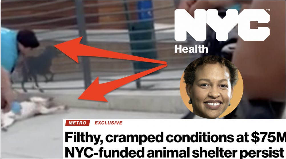 Dr. Michelle Morse Silent on Brazen Cruelty at NYC DOH's ACC