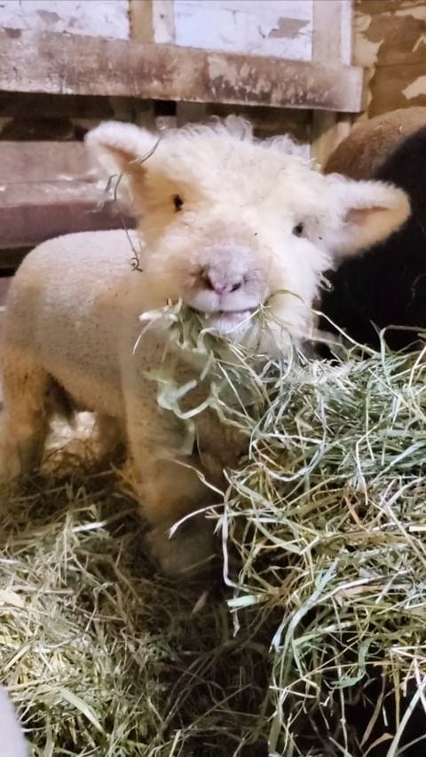 longdog sheep snacker