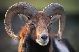 The Symbolism of the Ram in the Bible