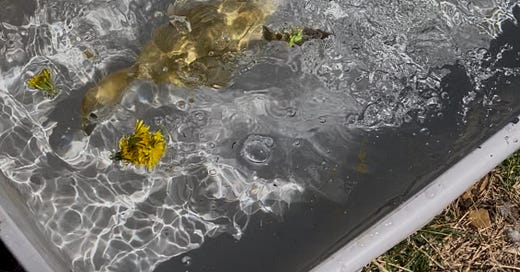 Growing The Flock Up | Natalie Sandoval | Substack