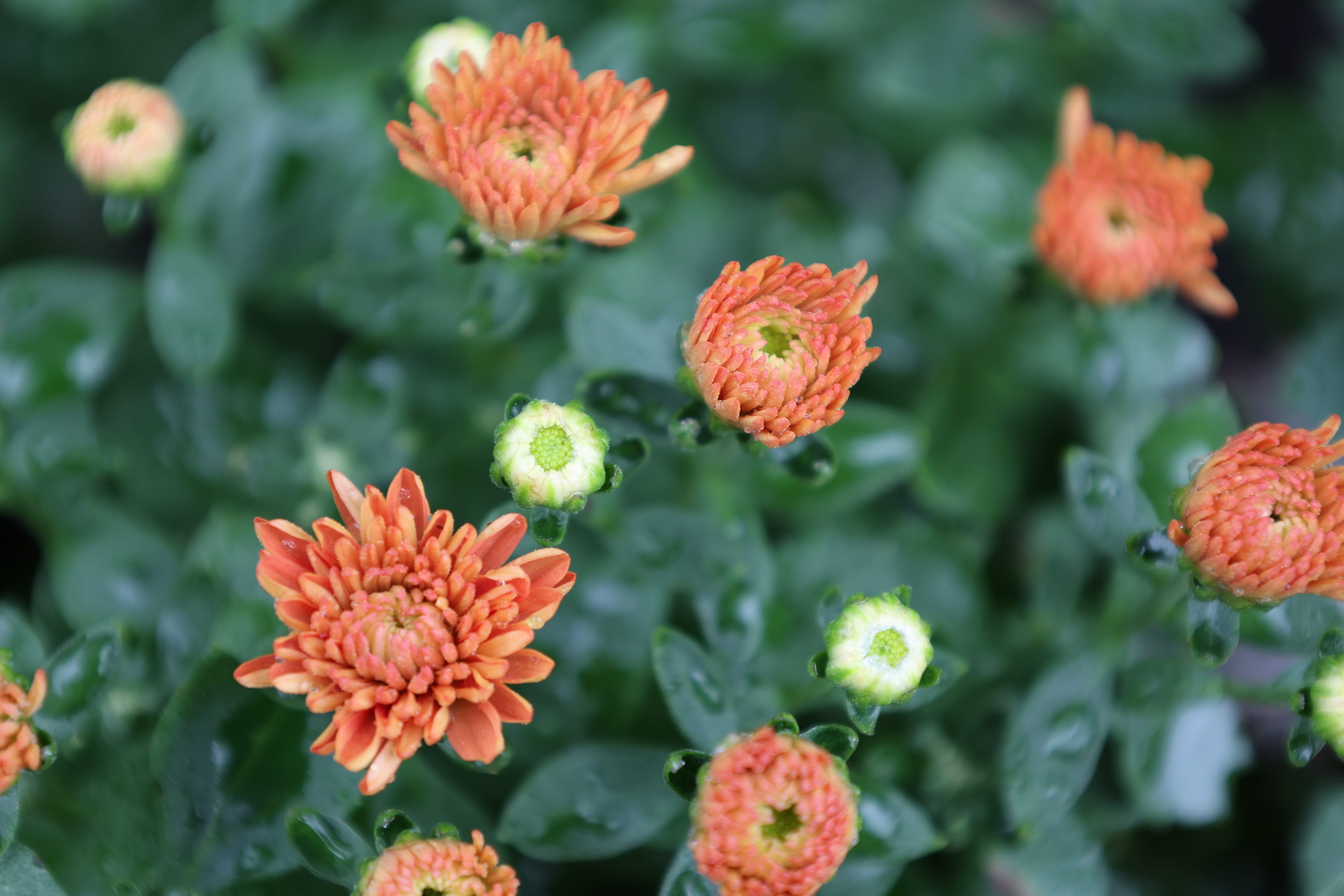1 Stages of buds; 2 Harry Truman State Park; 3 Backyard Weekly by ...