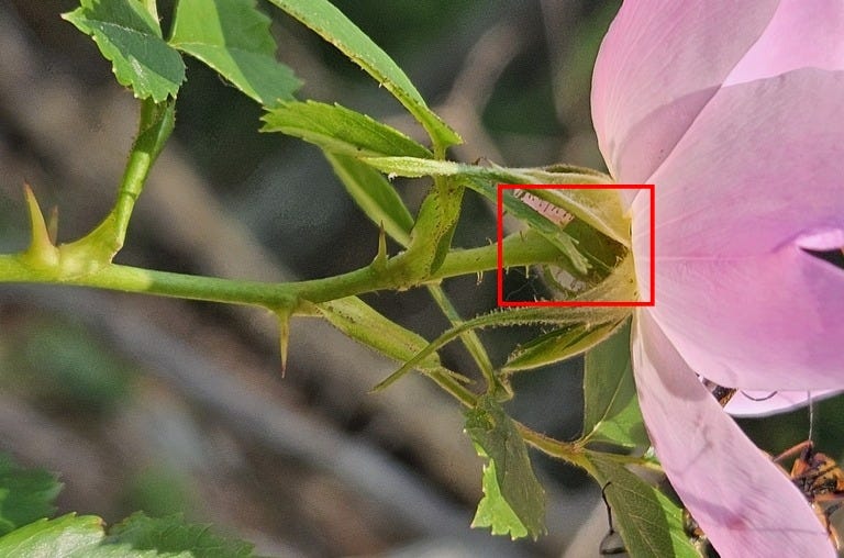 The rose family (Rosaceae) - Plants in Plain Language