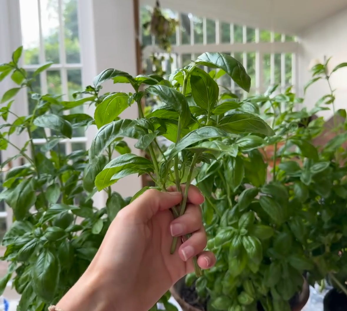 The Basil Trick: Everything You Need to Know