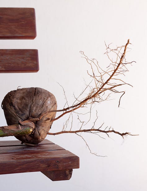 Discovering the Life Cycle of a Coconut: Stages of Growth and Development