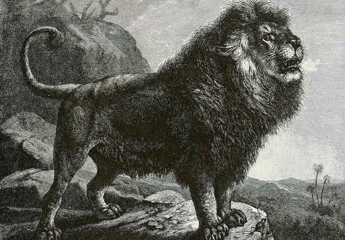 Barbary Lions: A Natural History - by Michelle Short