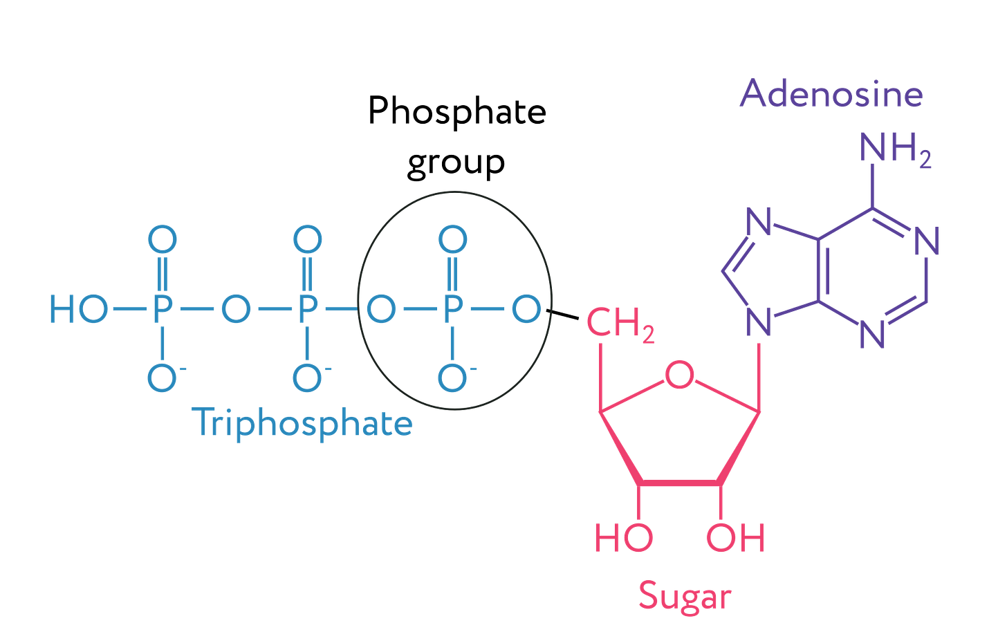 Do Humans Photosynthesise? - by Cameron Borg