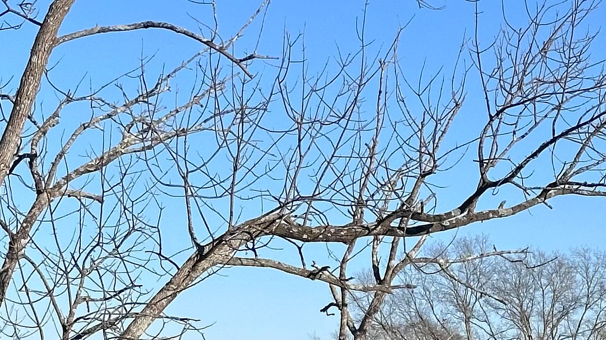 Sleep. A Winter Spiritual Practice - by Niki Hardy