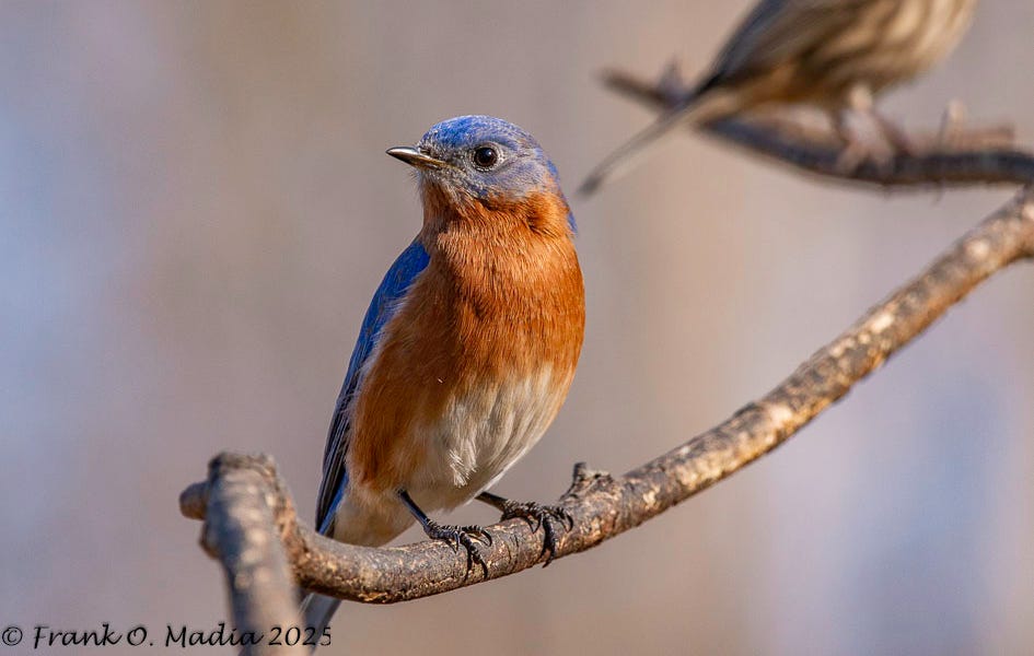 More Birds Doing the Simplest of Birdy Things