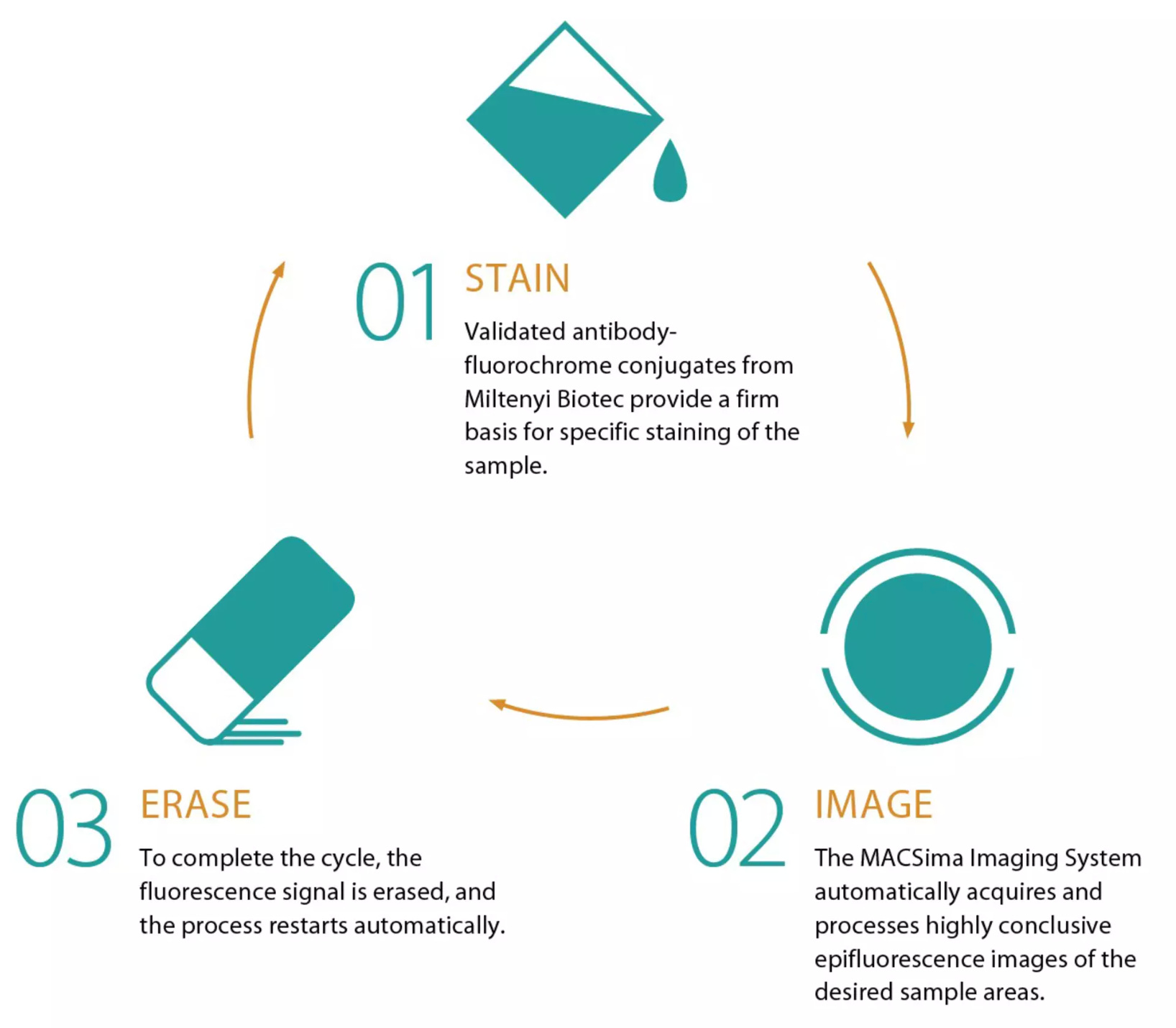 MACSima™, the spatial biology platform from Miltenyi Biotec