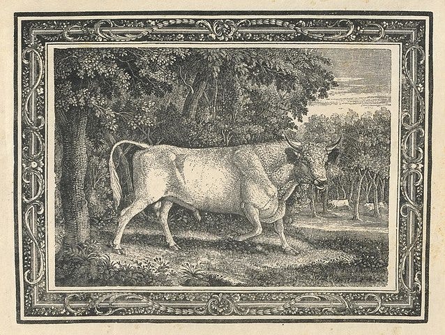 Cows in Folklore - by Icy Sedgwick - Fabulous Folklore