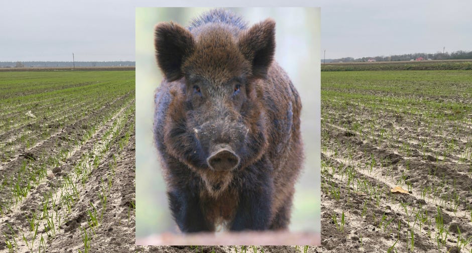 Wild hogs are causing major damage in Mississippi
