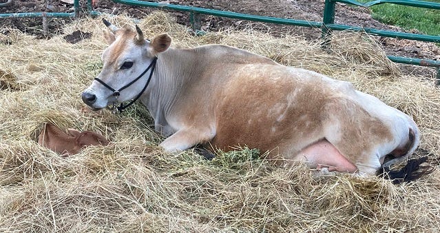 1000 Day Self Completion - by Theo Farmer