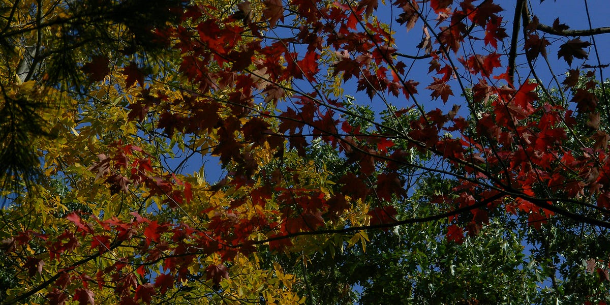 Be Patient with Sanctification - by Lydia Kinne