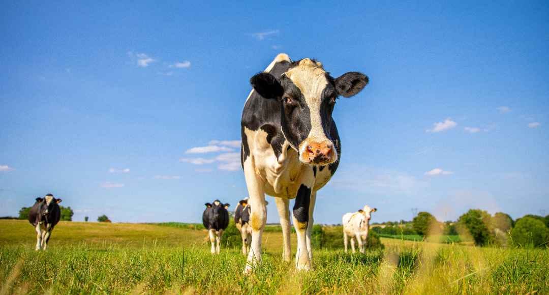 Cows can recognize human faces - by Gail P Sherman