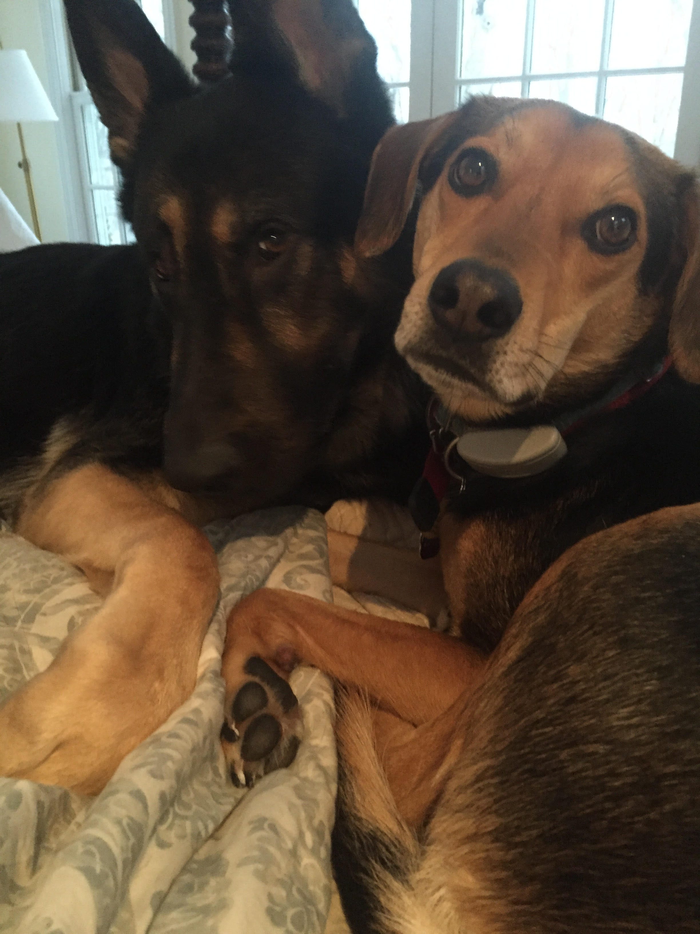 The Defiance of Jerome Powell - by Charlie Sykes