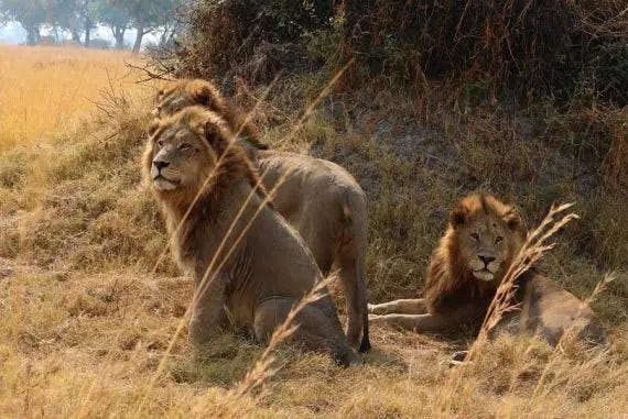 Reviving Ancient Herding- How Botswana Is Saving Lions, Cattle ...