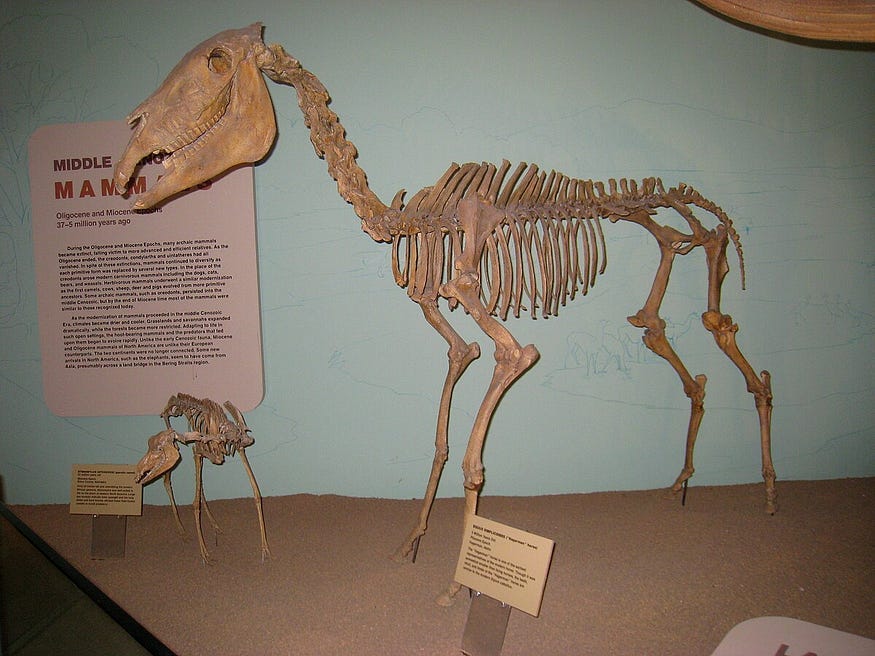 Eohippus: Dawn of the Horse - by Michelle Short