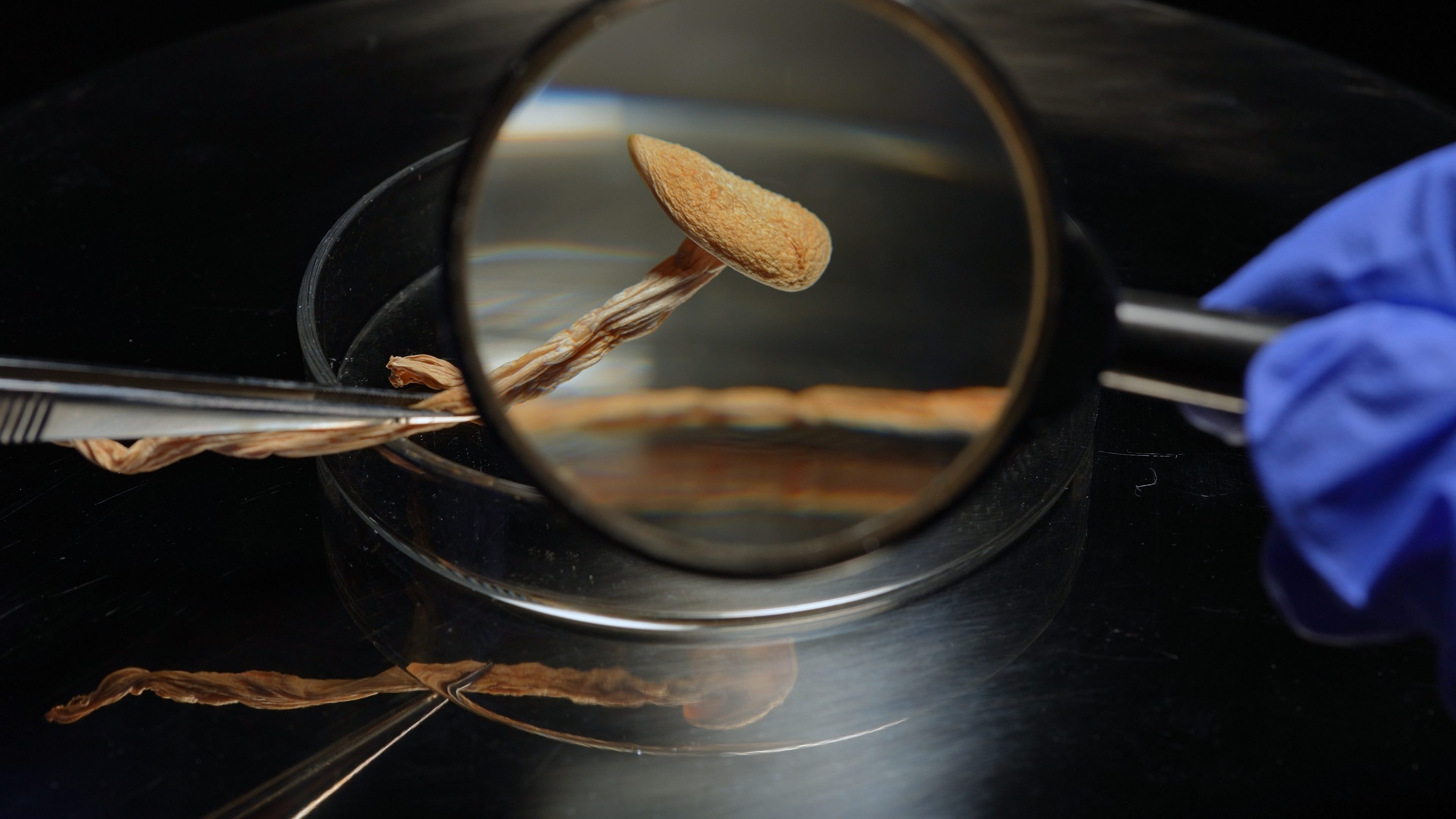 How to Genetically Engineer a Mushroom