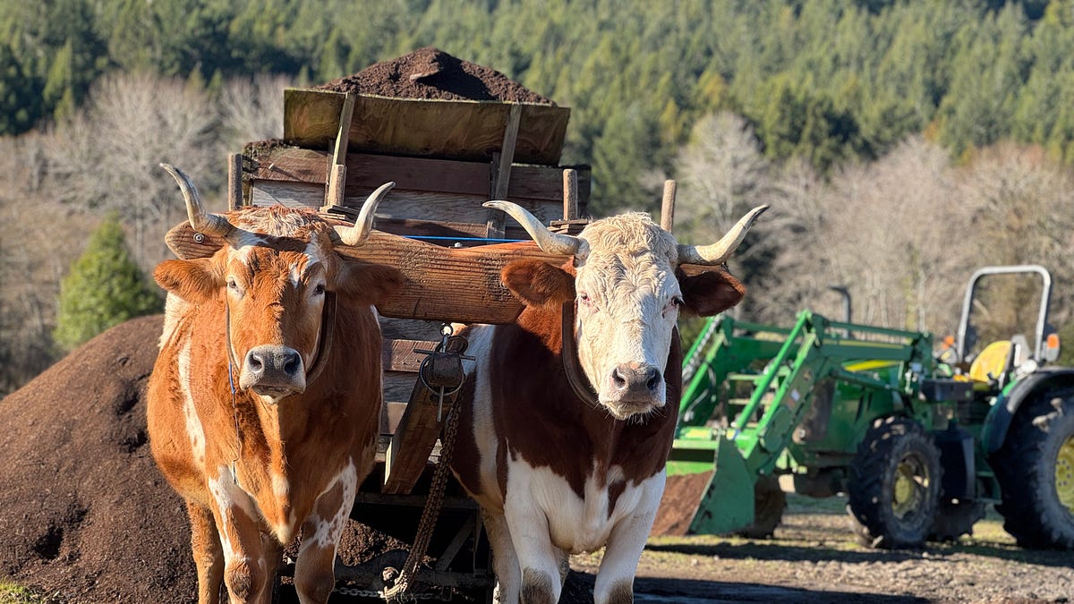 Holy Shit - Cattle Culture