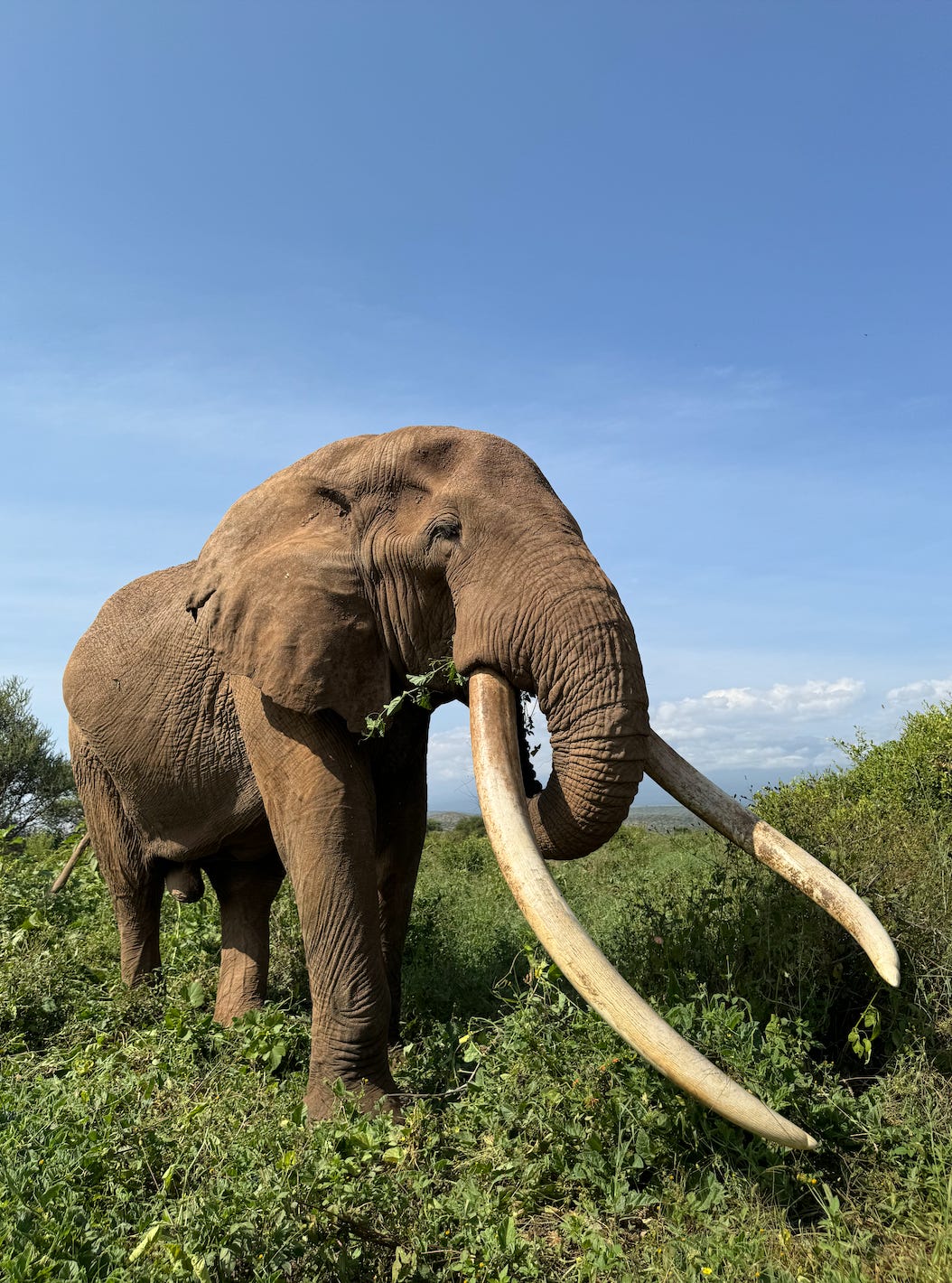 Farewell to Craig, Ambroseli's Last Magnificent Super Tusker – Kenya's ...