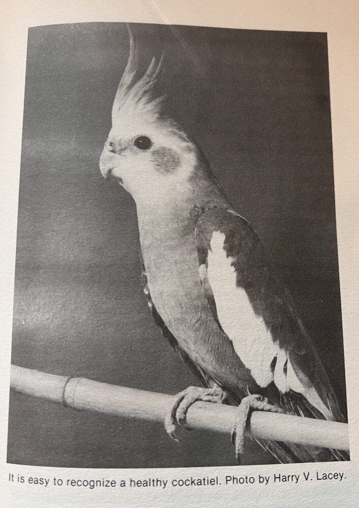 The Cockatiel Handbook, 40 years later