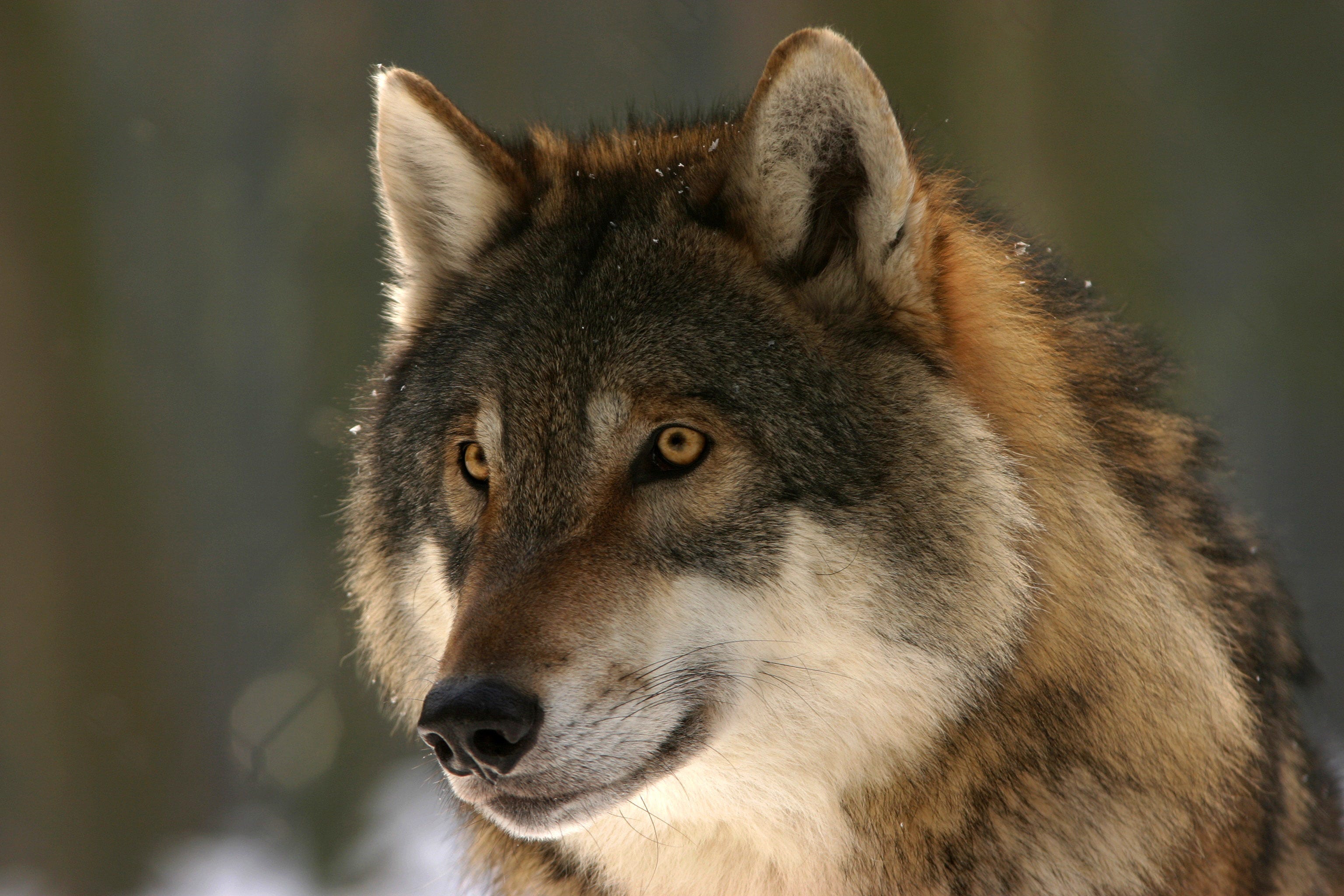 Wolf (Bozkurt): The Ancestral Symbol of Courage and Origin in Turkic ...