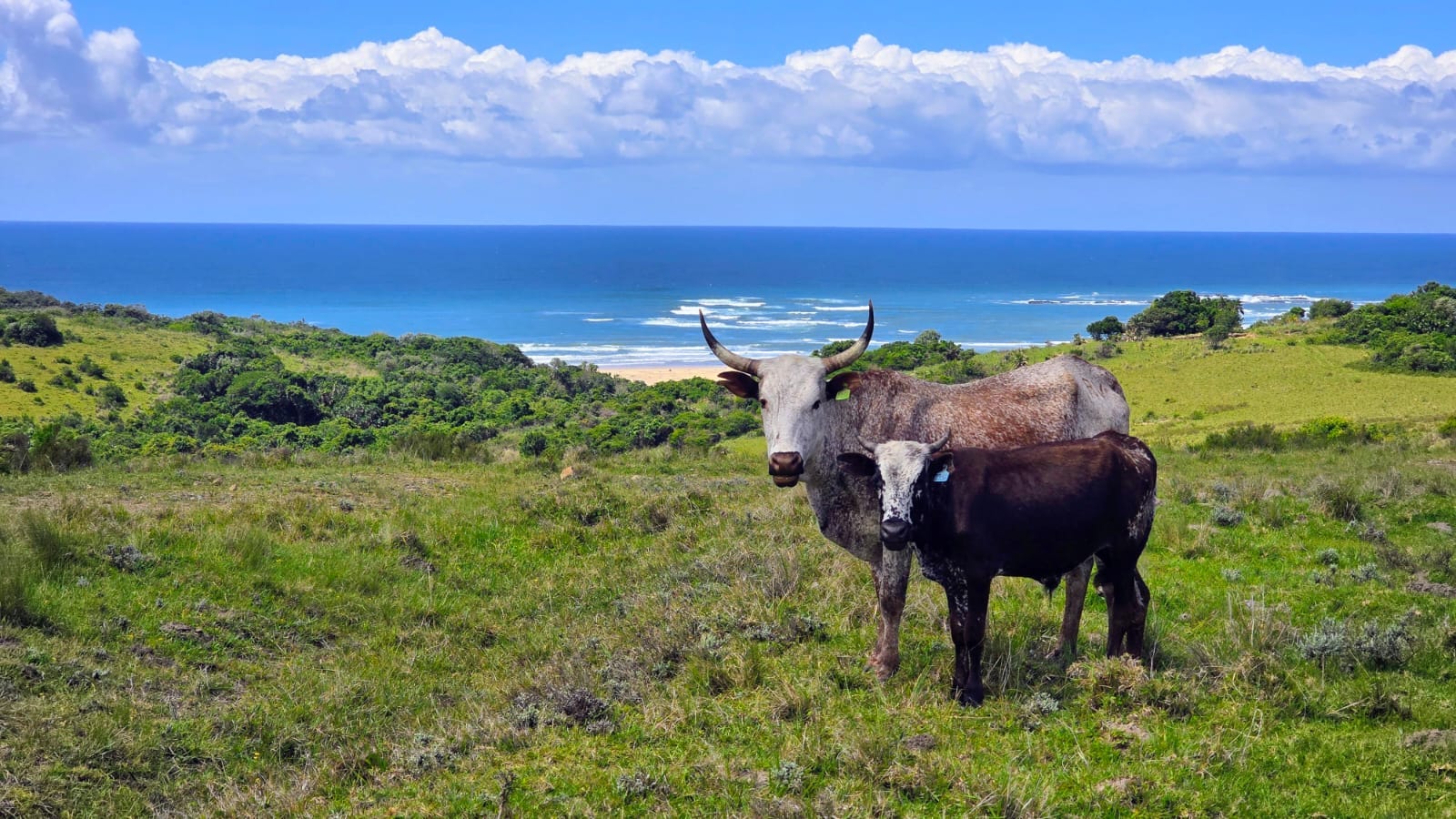 Progress of Land Reform in South Africa