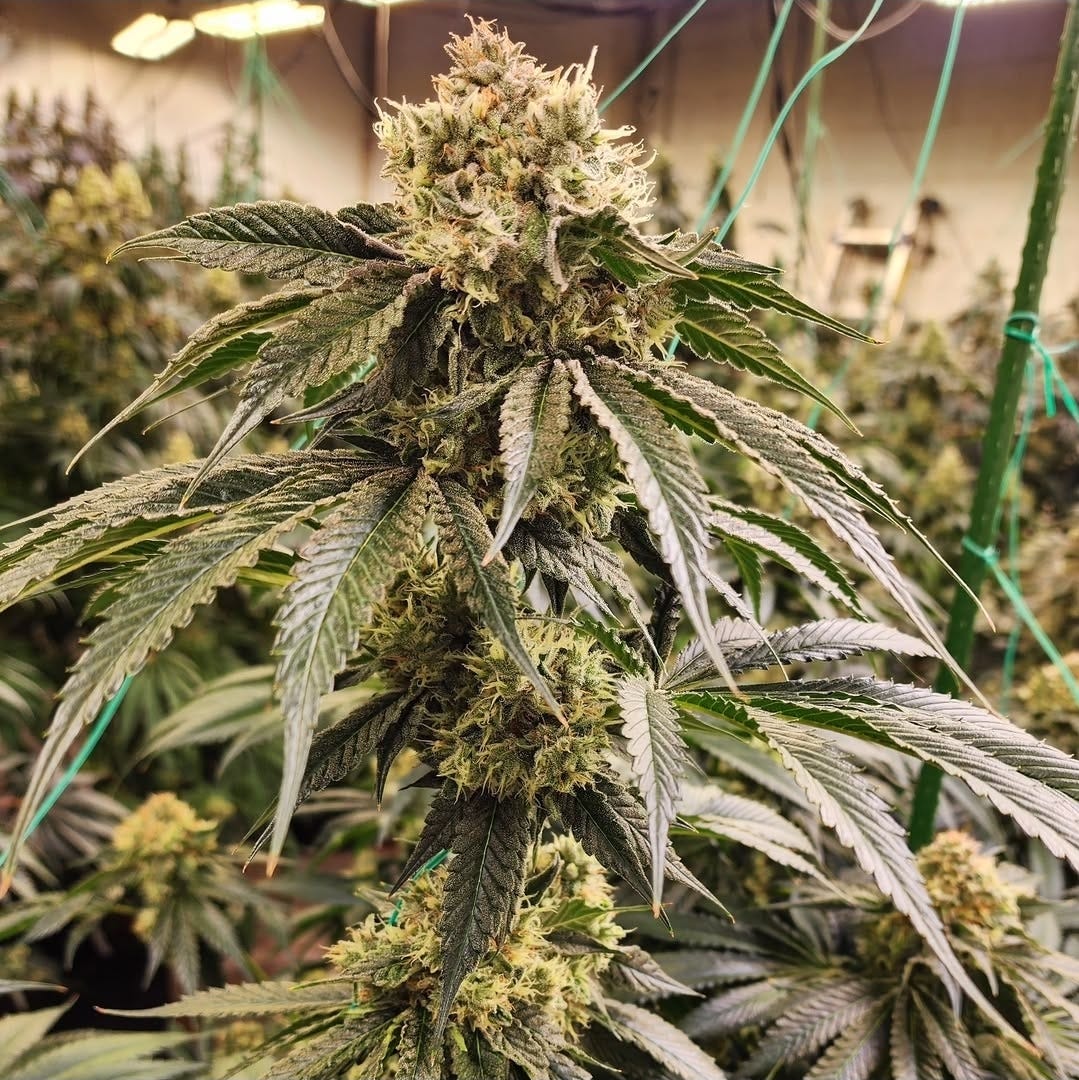 Breeding with Gen1 Seeds — E T H O S