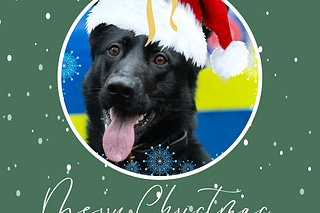 Matthew Scott PCC | Substack