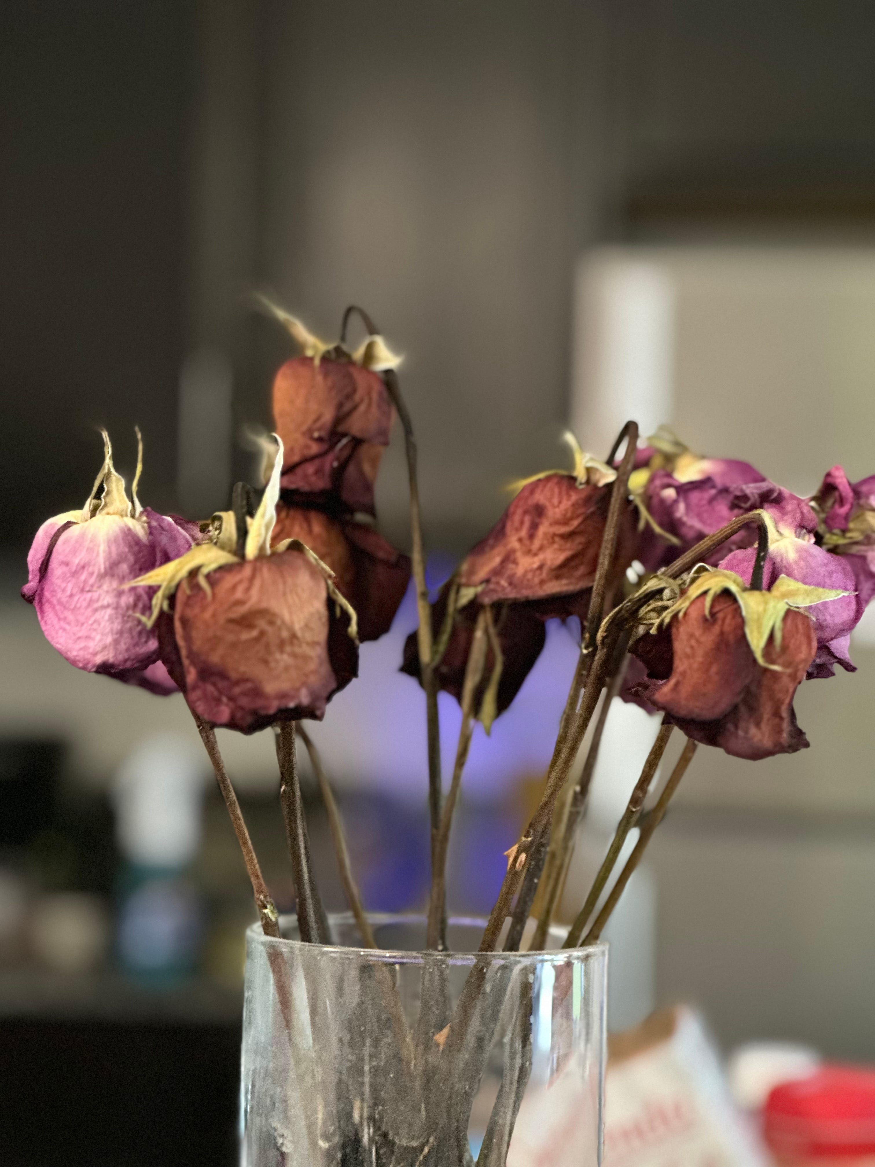 Preserving Roses - by Boyd Campbell - The Life of Boyd
