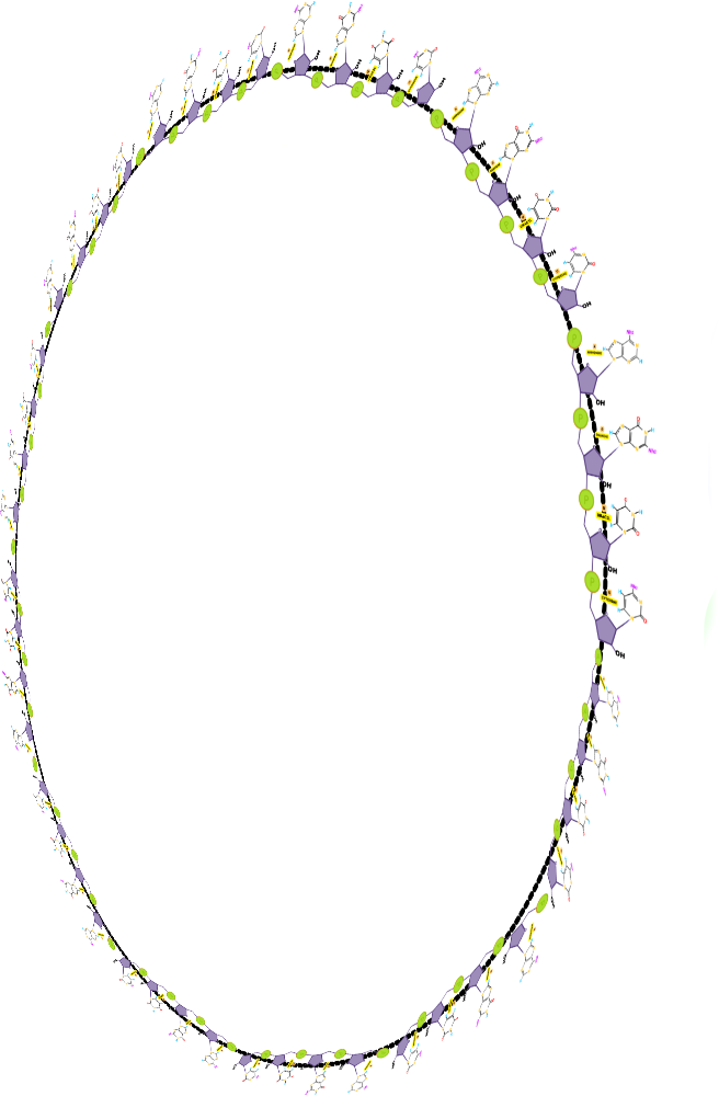 Circular RNA as a Drug Platform: Advantages Over Linear mRNA