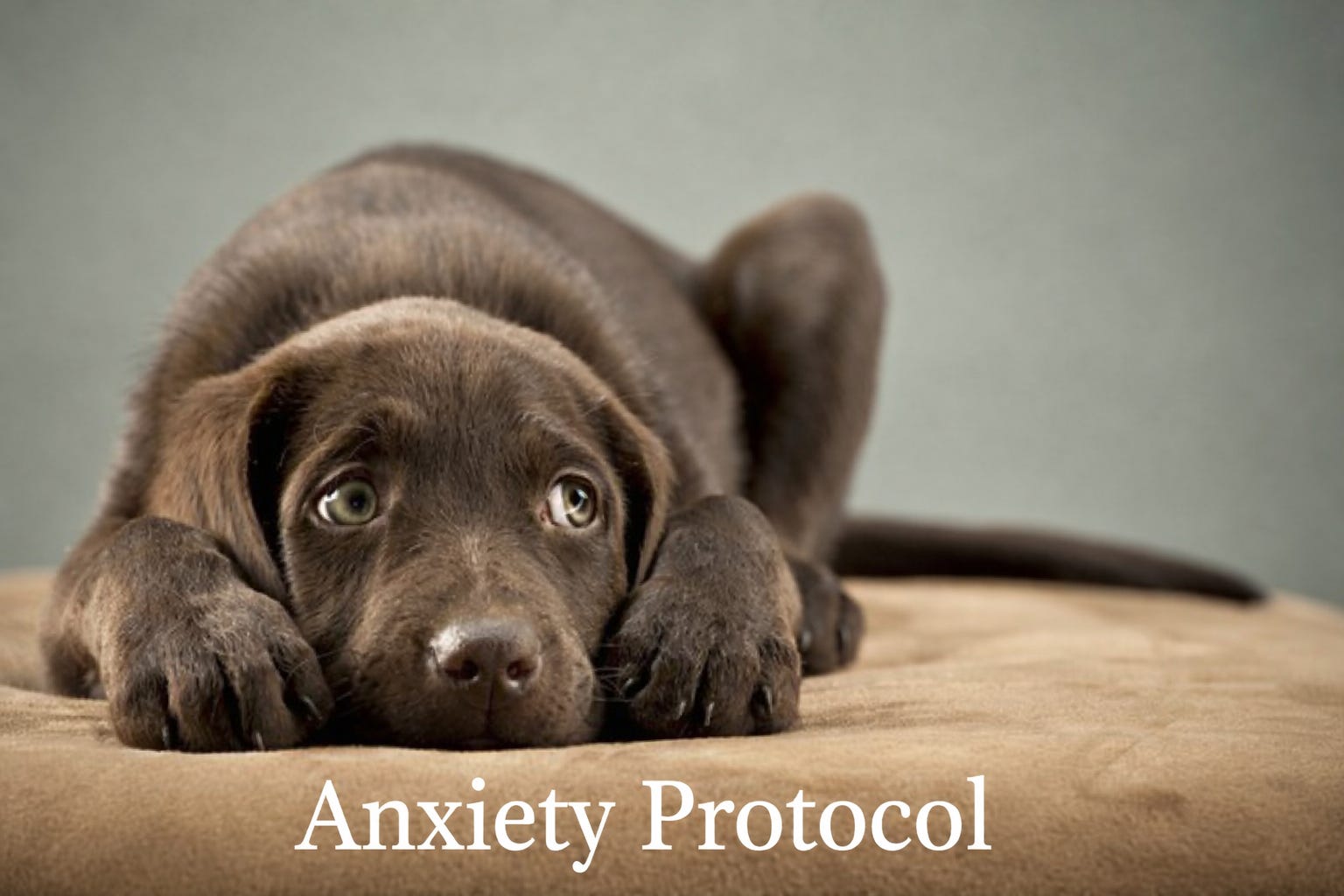 Understanding and Supporting Anxious Animals: The Power of an Anxiety ...