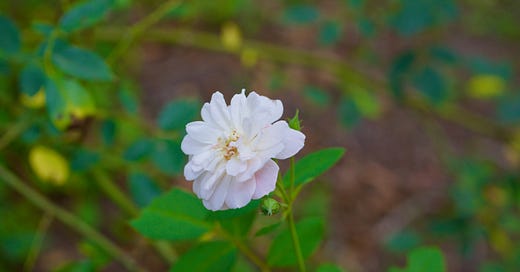 Trackless Wild with Janisse Ray | Substack