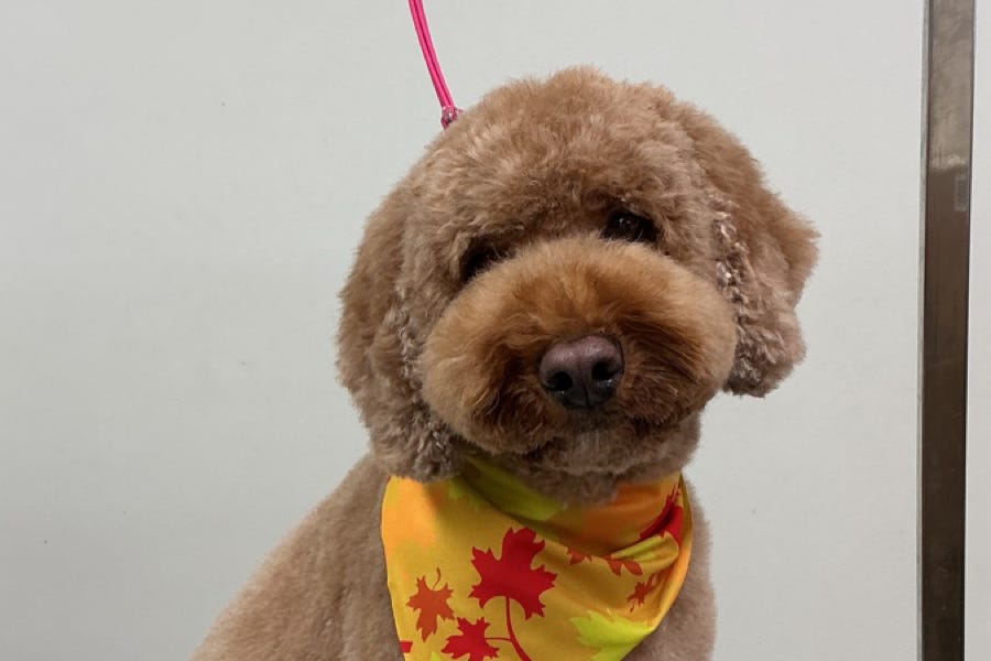 4 Things I Learned About Leadership By Training a Puppy