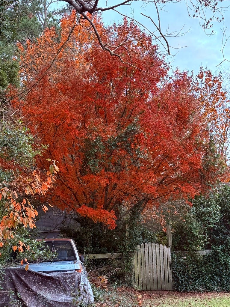 The Chemistry Behind Autumn’s Colors - by John Knight, PhD