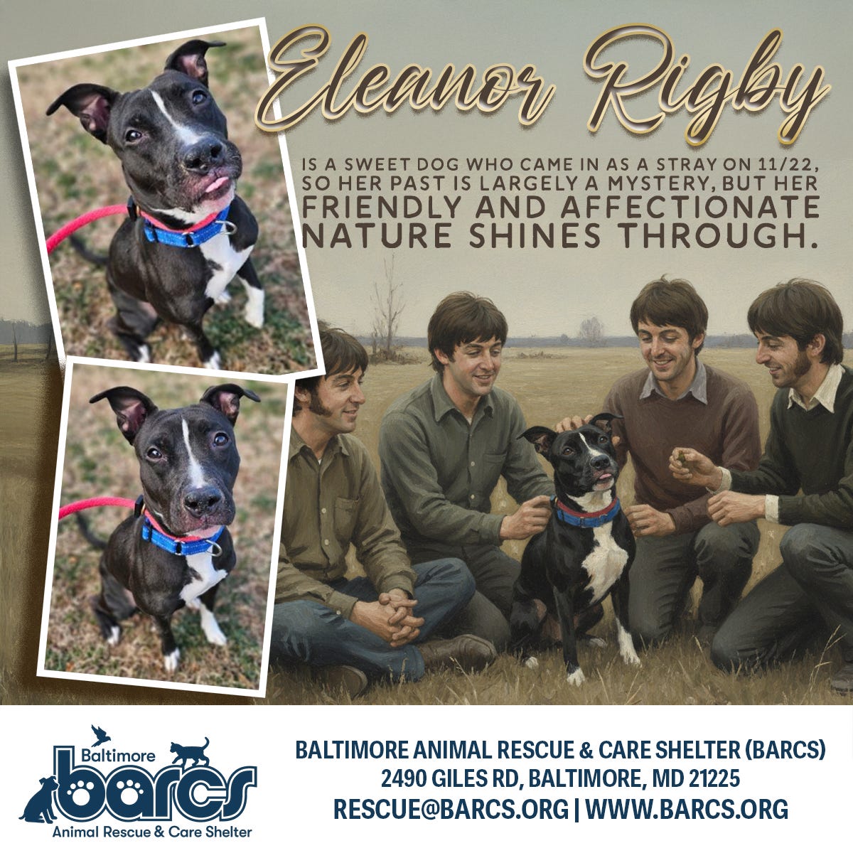 Sweet Eleanor Needs You! - Baltimore, MD