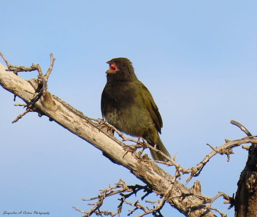 Welcoming 2026 With the Magic of Anguilla's Birds
