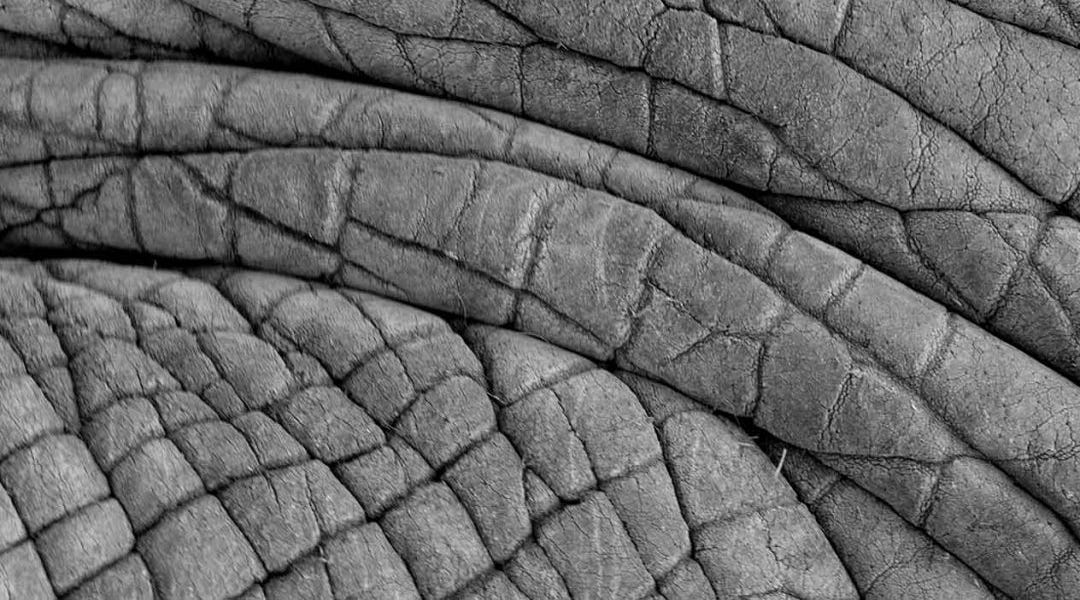 Elephant Skin - by Eczema Guide - Eczema’s Substack
