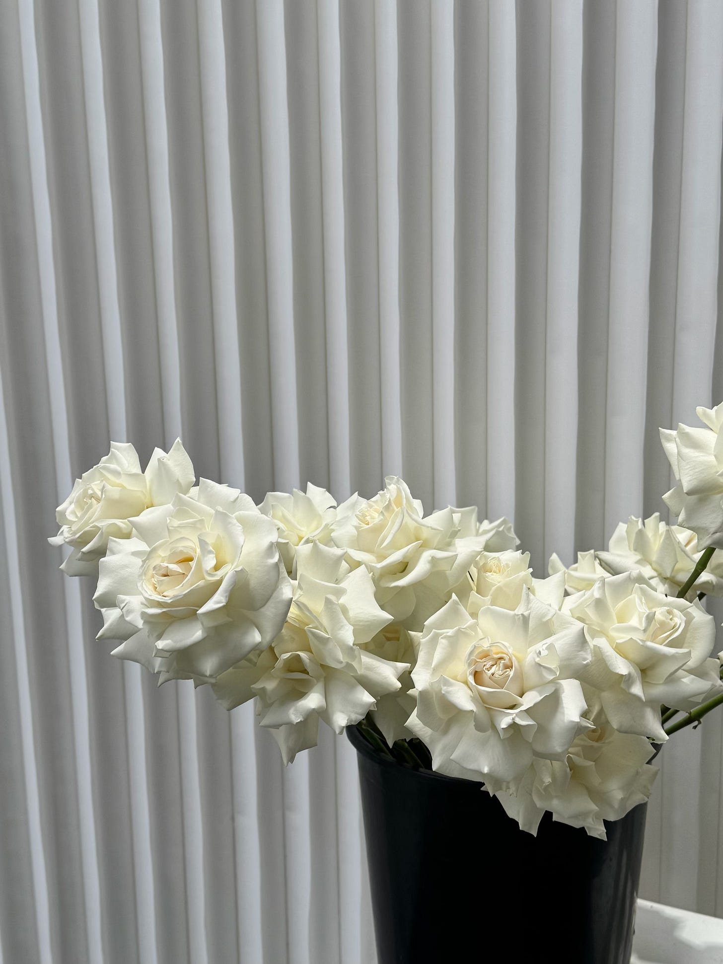 Reflex-Worthy Roses: My Go-To Varieties and How They Perform