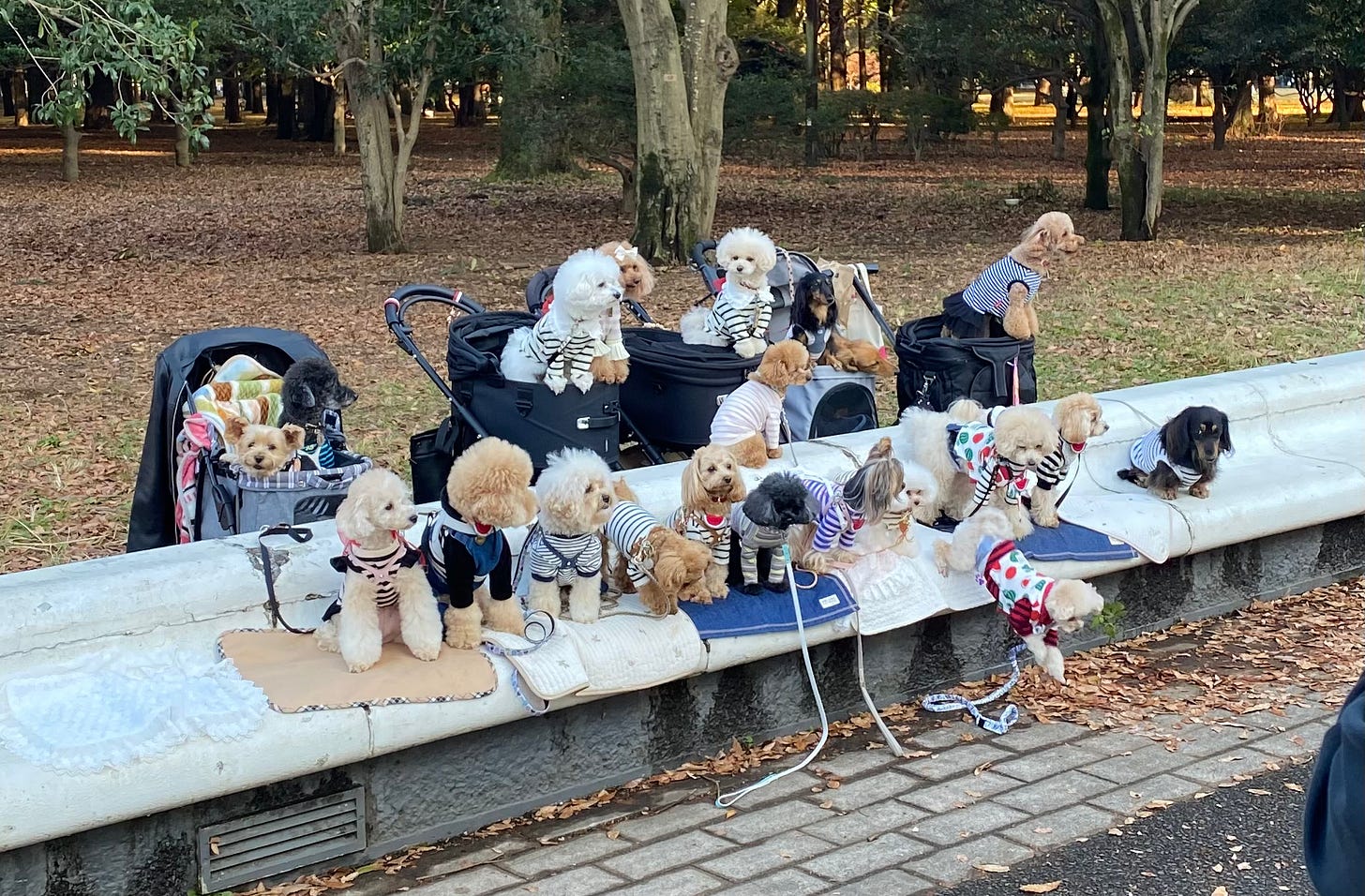 The Truth about Dogs in Japan - by Cara Dolence