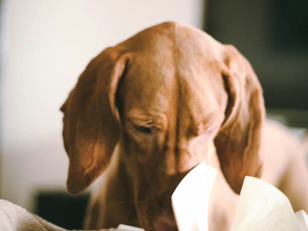 Blog vs. Substack – A Writer’s Perspective | R M Meadow