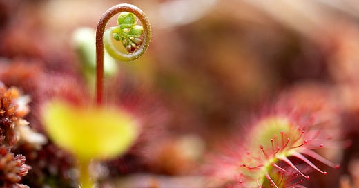 FLOW : Letters from the moss | Michela Griffith | Substack